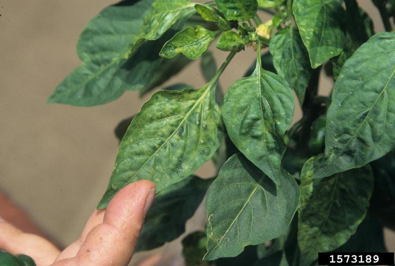 tomato spotted wilt virus (TSWV) (Tospovirus Tomato spotted wilt virus)