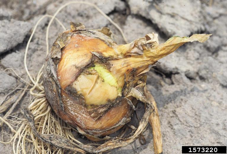 bacterial soft rot (Pectobacterium carotovorum)