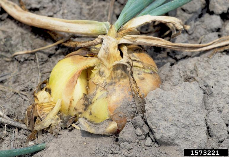 bacterial soft rot (Pectobacterium carotovorum ssp. carotovorum)