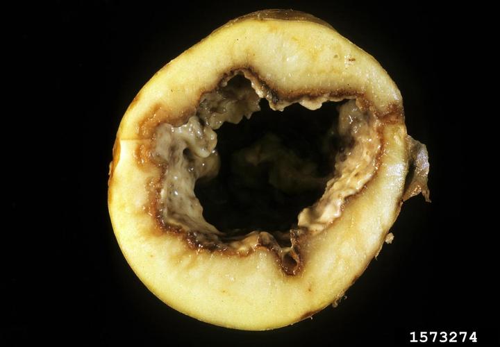 bacterial soft rot (Pectobacterium carotovorum)