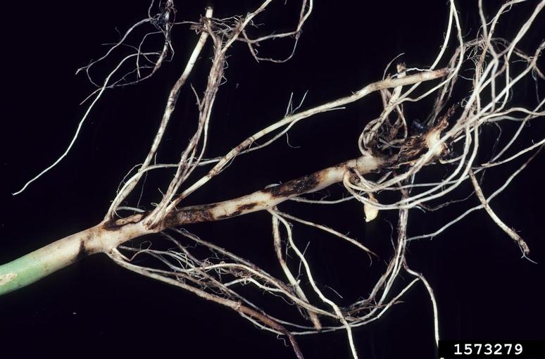 Rhizoctonia damping-off, blight and rot (Rhizoctonia solani)