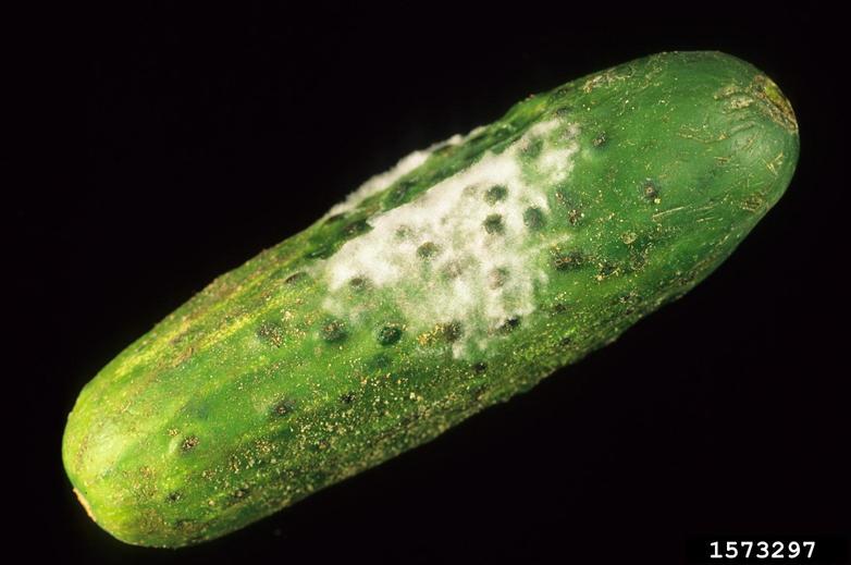 Pythium diseases (Genus Pythium)