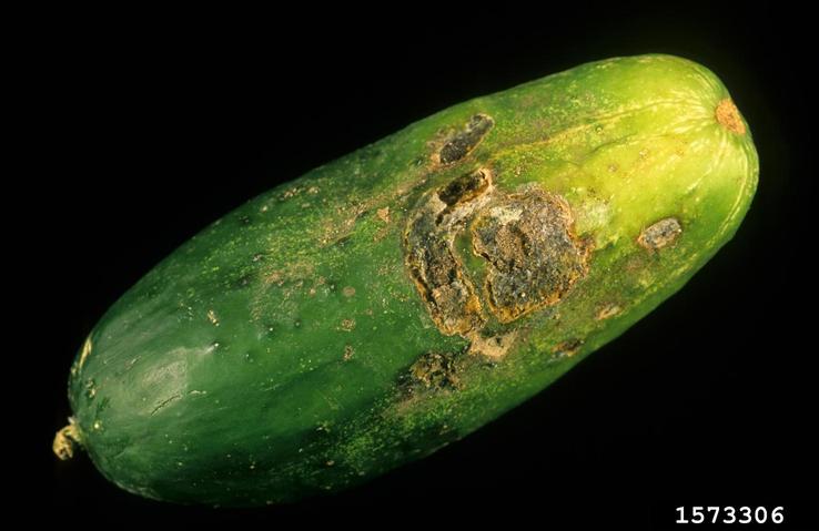 Rhizoctonia damping-off, blight and rot (Rhizoctonia solani)