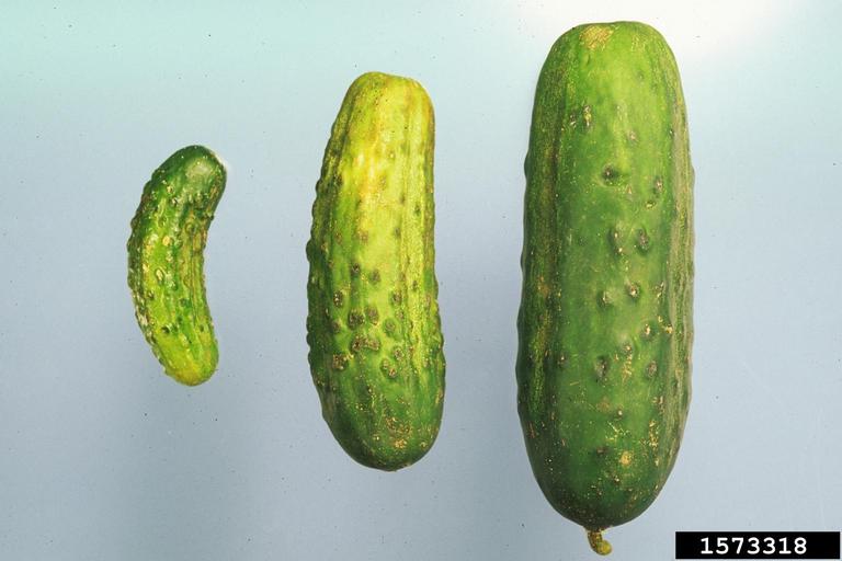 cucumber (Cucumis sativus)
