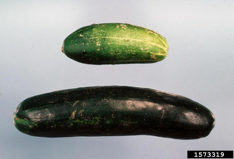 cucumber (Cucumis sativus L.)