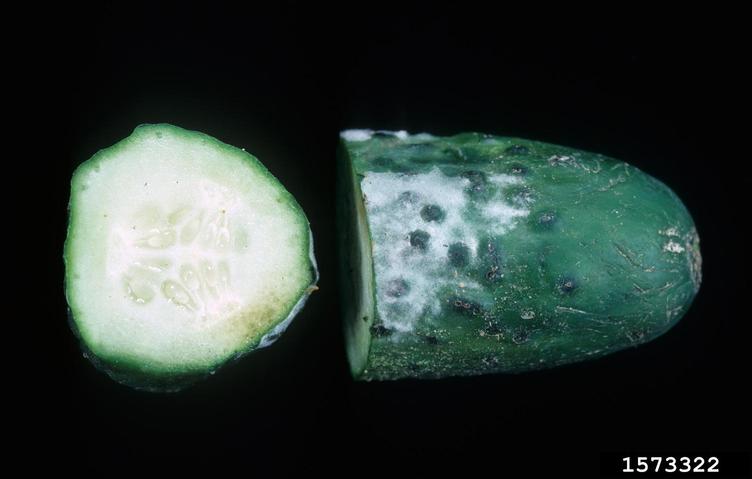 Pythium diseases (Genus Pythium Pringsh.)
