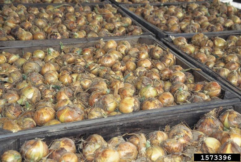 garden onion, Allium cepa (Asparagales: Amaryllidaceae) - 1573396