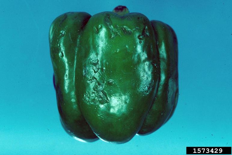 cold injury (low temperature)