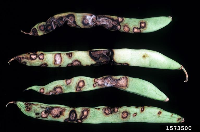 bean anthracnose (Colletotrichum lindemuthianum)