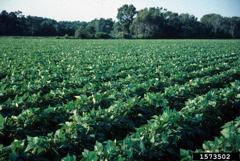 common bean (Phaseolus vulgaris L.)