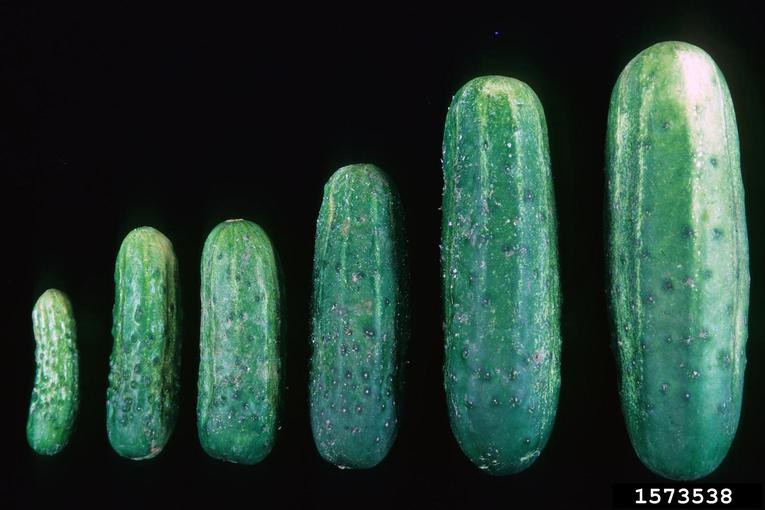 cucumber (Cucumis sativus)