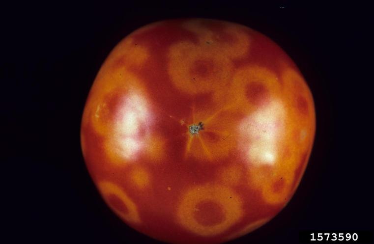 tomato spotted wilt virus (TSWV) (Tospovirus Tomato spotted wilt virus)