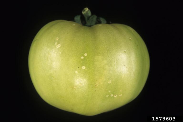 bacterial canker and wilt of tomato (Clavibacter michiganensis ssp ...