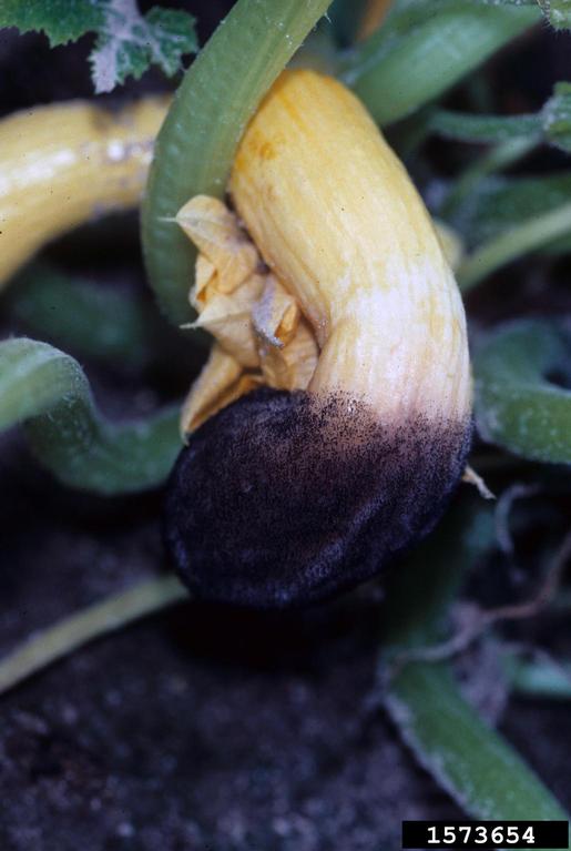 Flower blights (Genus Choanephora Curr.)