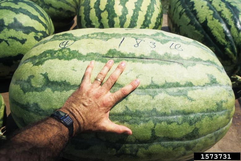 watermelon (Citrullus lanatus)