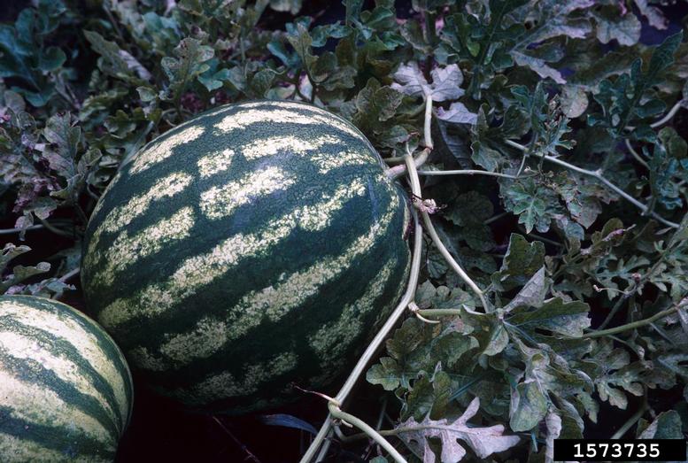 watermelon (Citrullus lanatus)