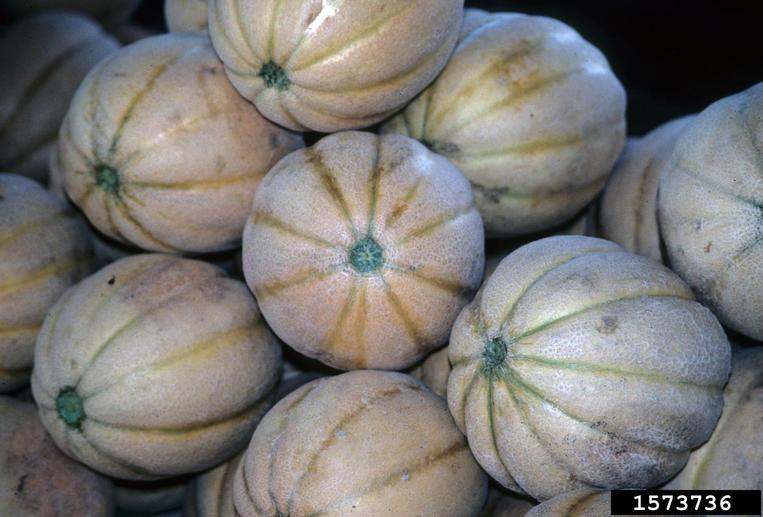 melon (Cucumis melo L)