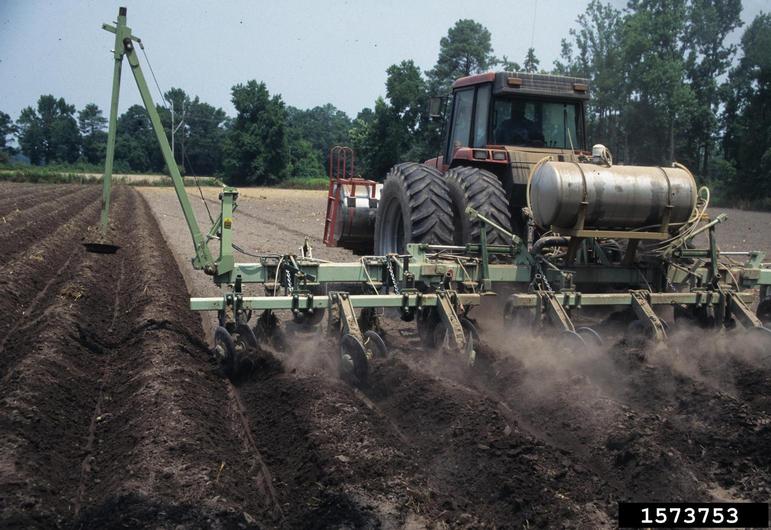 cucumber (Cucumis sativus)
