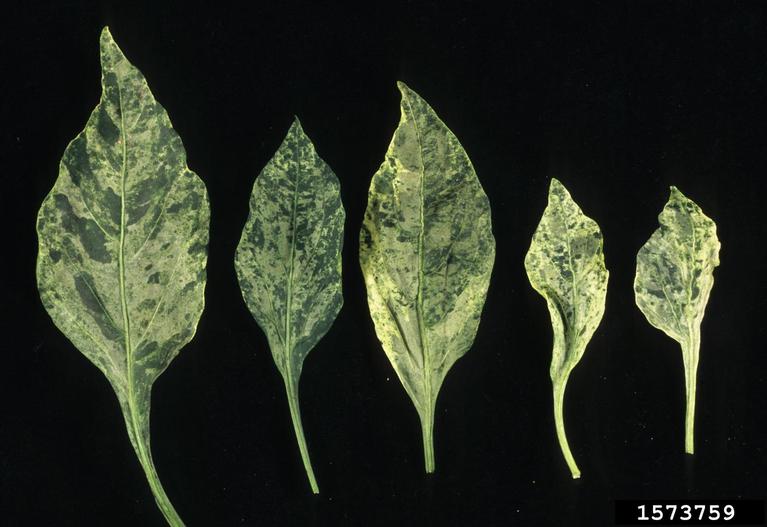 Tomato spotted wilt virus (TSWV) (Orthotospovirus tomatomaculae)
