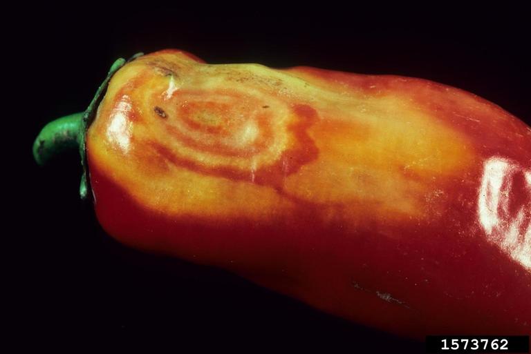 tomato spotted wilt virus (TSWV) (Tospovirus Tomato spotted wilt virus)