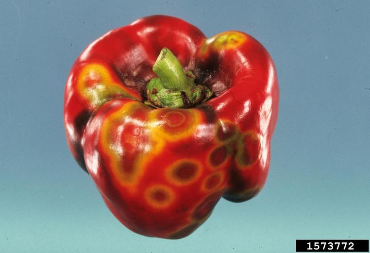 tomato spotted wilt virus (TSWV) (Tospovirus Tomato spotted wilt virus)