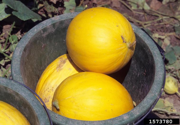 melon (Cucumis melo)