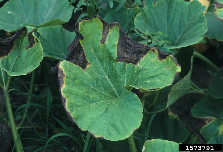 squash bug (Anasa tristis)