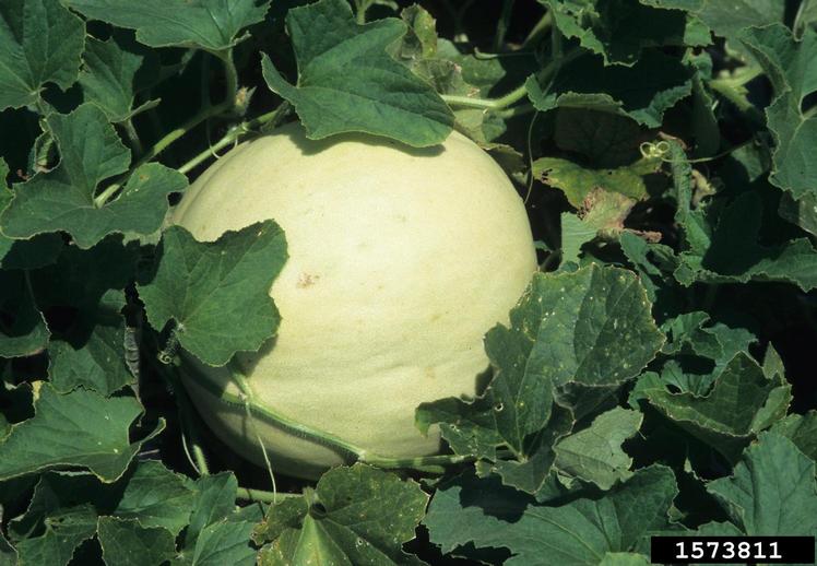 melon (Cucumis melo)