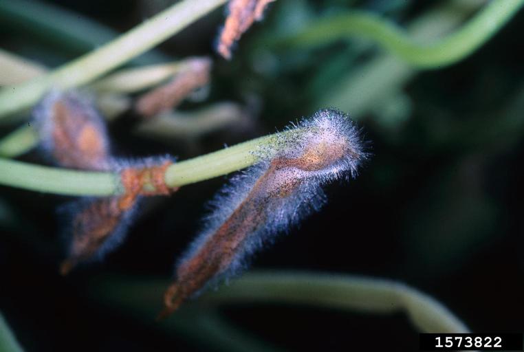 Flower blights (Genus Choanephora Curr.)