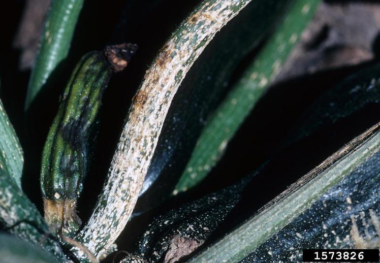 Plectosphaerella fungus (Plectosphaerella cucumerina (Lindfors) W. Gams)