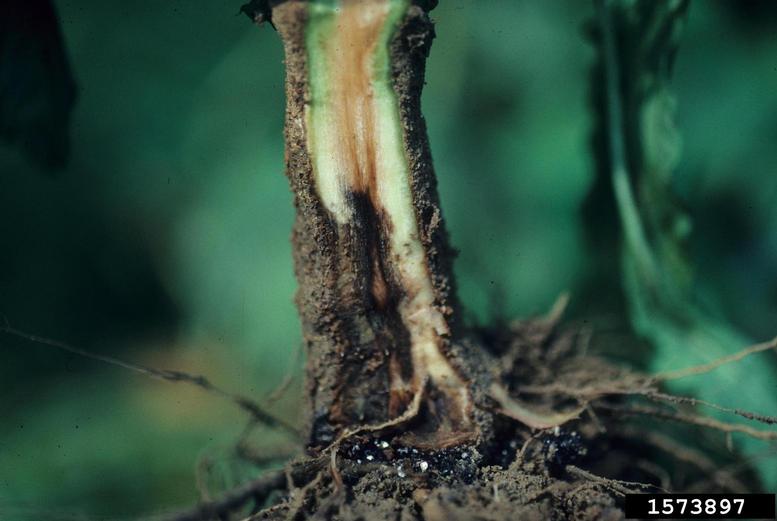 Phytophthora blight (Phytophthora capsici Leonian)