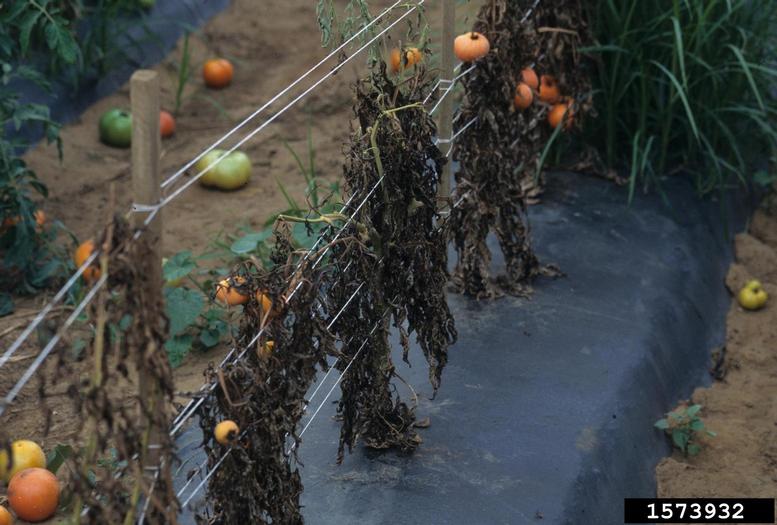 bacterial canker and wilt of tomato (Clavibacter michiganensis ssp ...