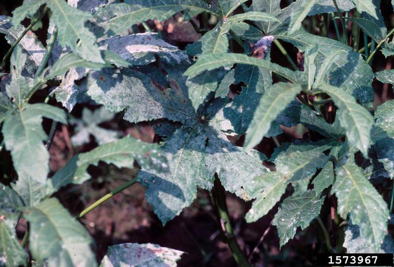 powdery mildew (Golovinomyces cichoracearum (DC.) V.P. Heluta)