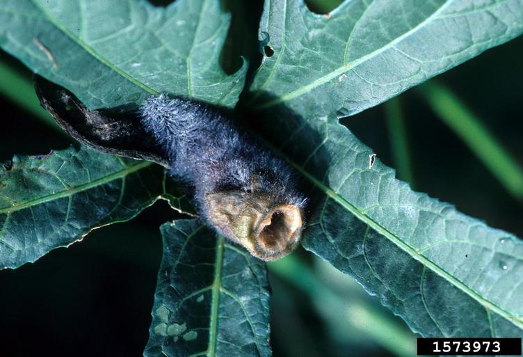 Flower blights (Genus Choanephora Curr.)