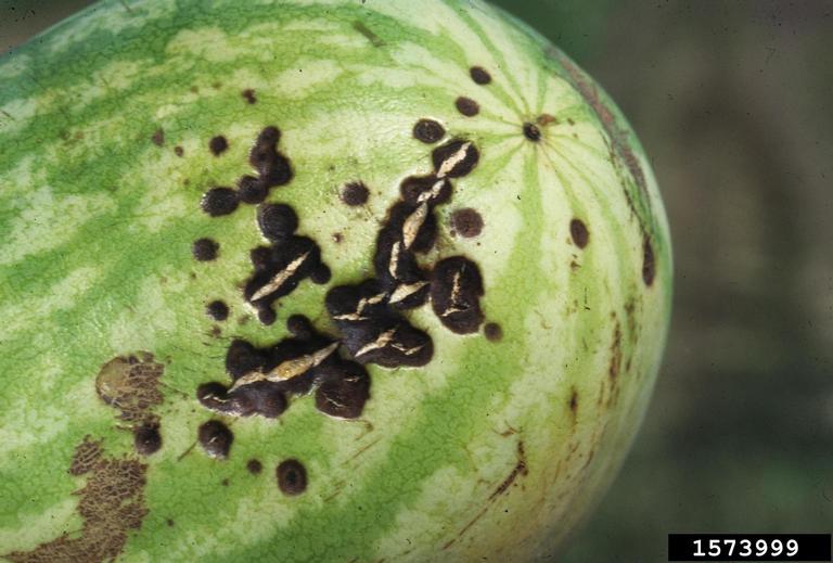 anthracnose (Colletotrichum orbiculare)