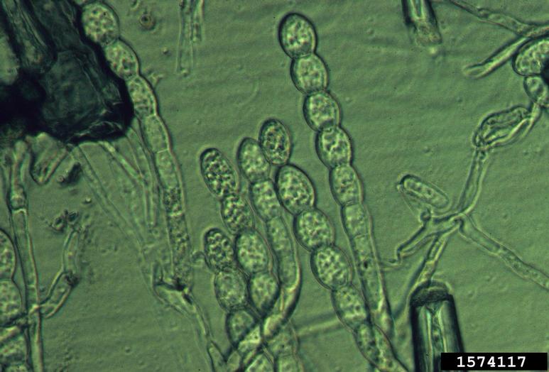 powdery mildew (Podosphaera xanthii (Castagne) U. Braun & Shishkoff)