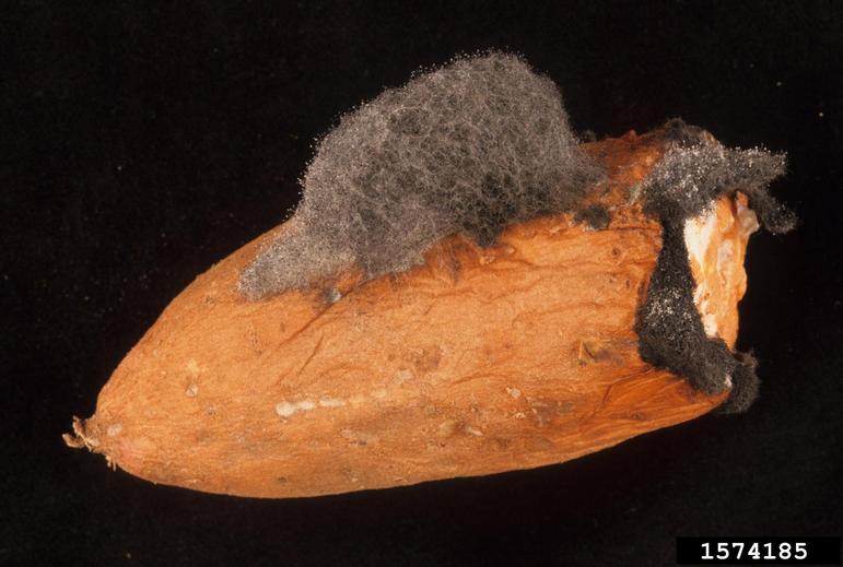 Rhizopus soft rots (Genus Rhizopus)