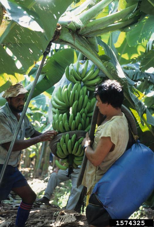 bananas (Genus Musa)