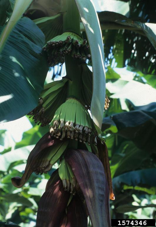 bananas (Genus Musa)