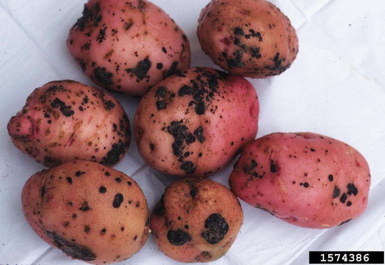 Rhizoctonia damping-off, blight and rot (Rhizoctonia solani J.G. Kühn)