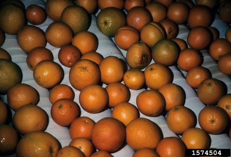 orange (Citrus x sinensis)