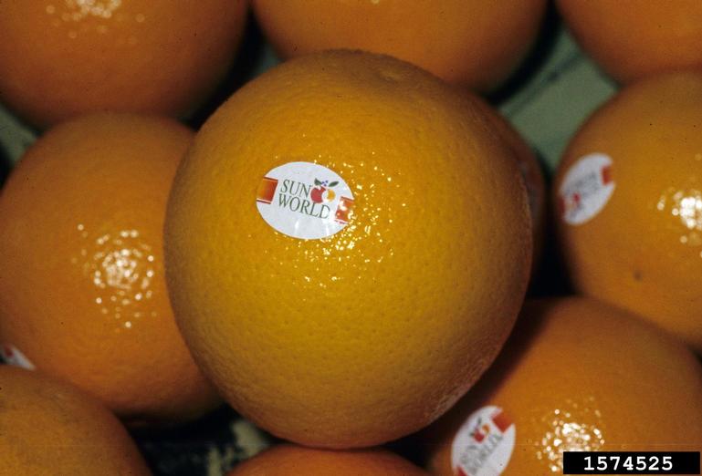 orange (Citrus x sinensis (L.) Osbeck (pro sp.) [maxima × reticulata])