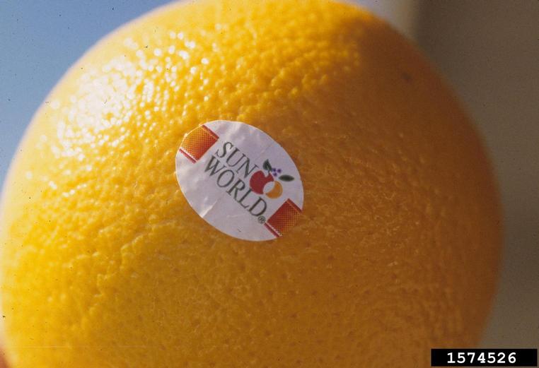 orange (Citrus x sinensis (L.) Osbeck (pro sp.) [maxima × reticulata])