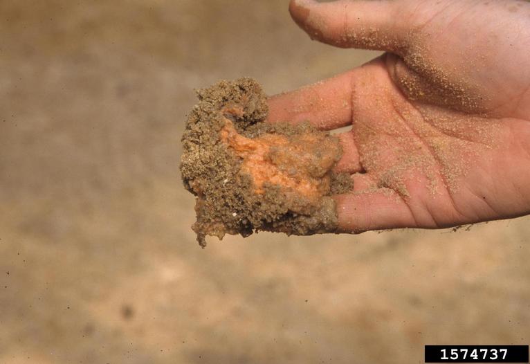 Rhizopus soft rots (Genus Rhizopus Ehrenb.)