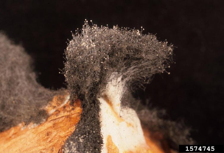 Rhizopus soft rots (Genus Rhizopus)