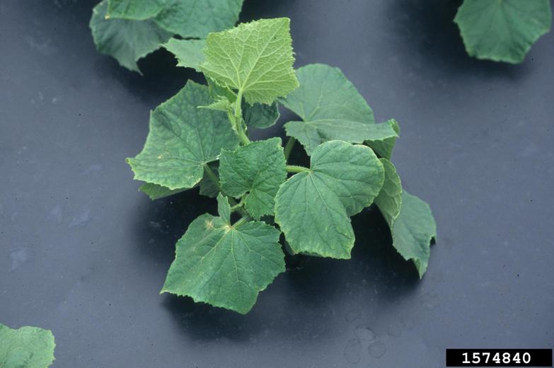 cucumber (Cucumis sativus L.)