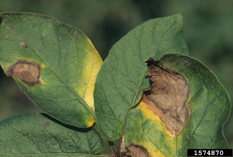 late blight (Phytophthora infestans (Mont.) de Bary)
