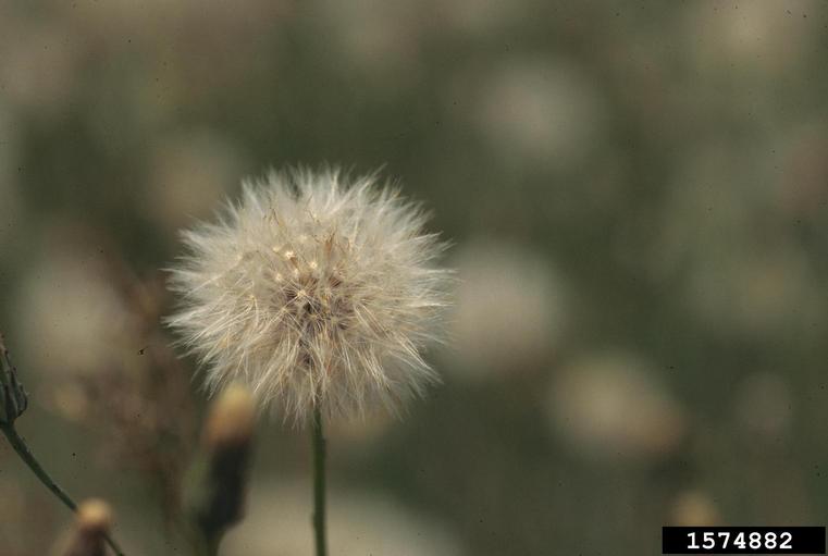 dandelion (Genus Taraxacum G.H. Weber ex Wiggers)