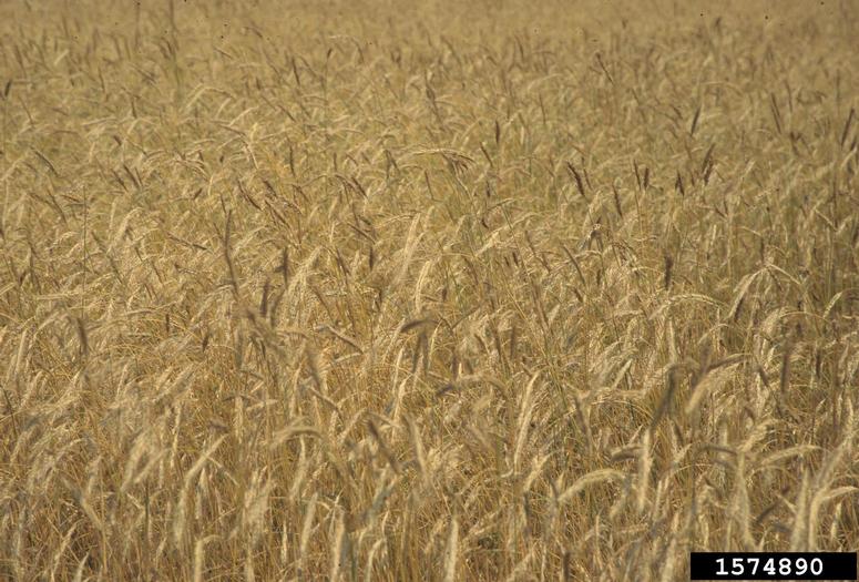 rye (Genus Secale)