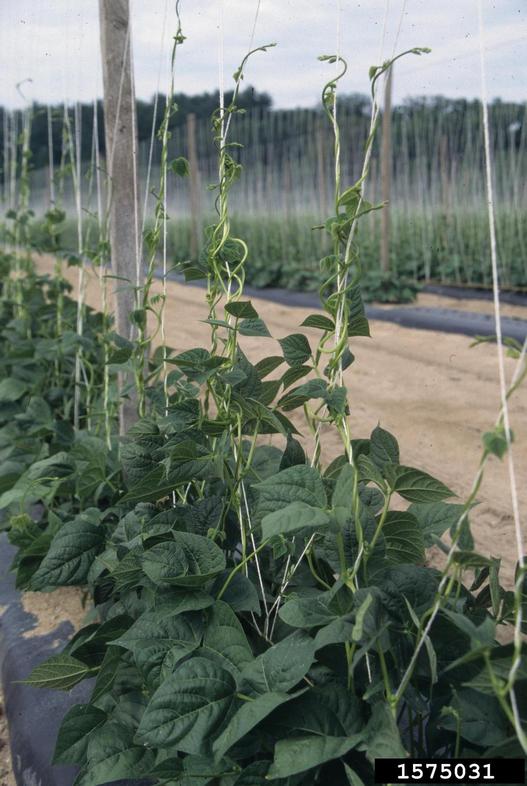 common bean (Phaseolus vulgaris L.)